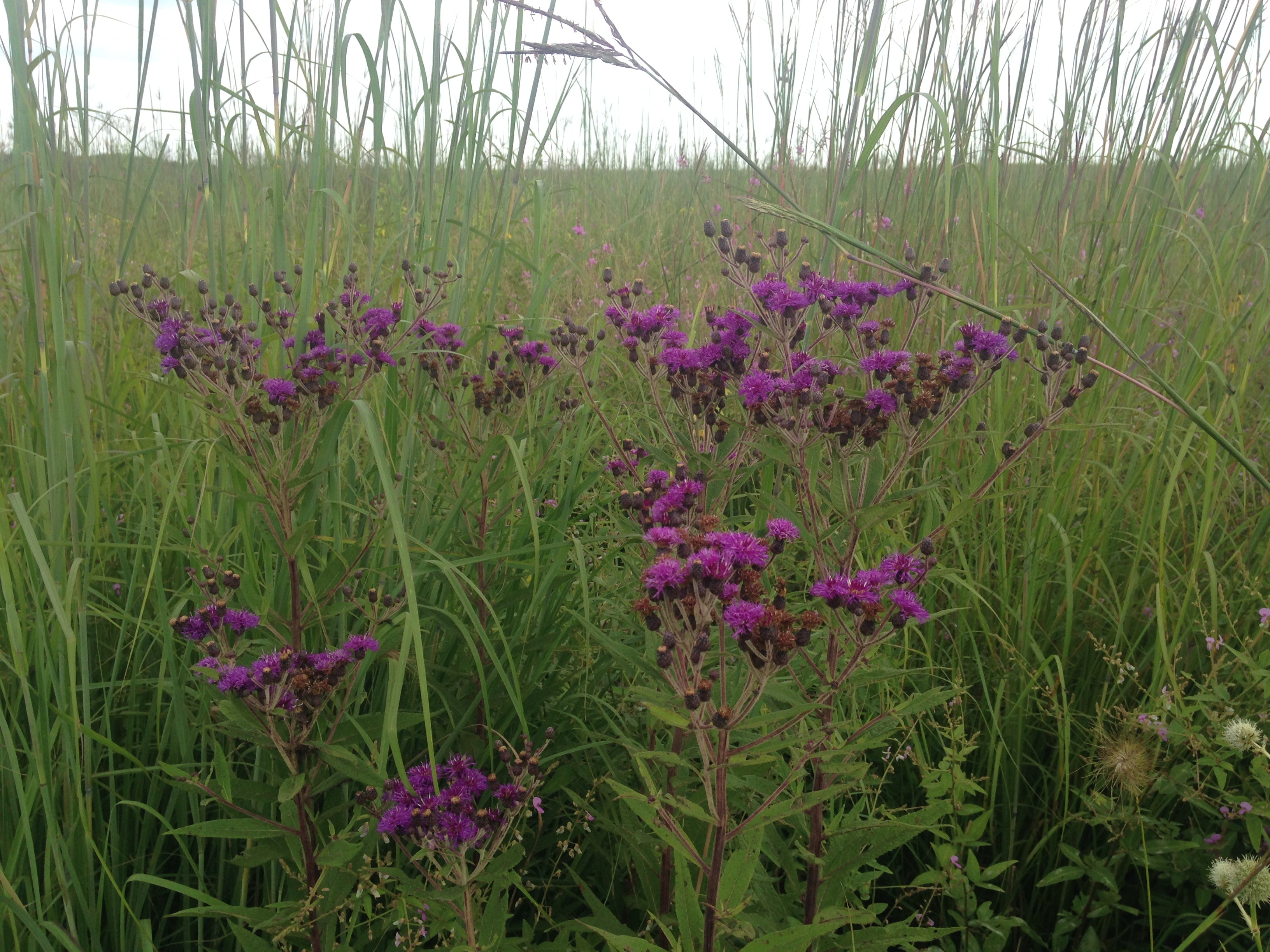 Ironweed: Strong Stem, Beautiful Blossoms - Red Stem Native Landscapes