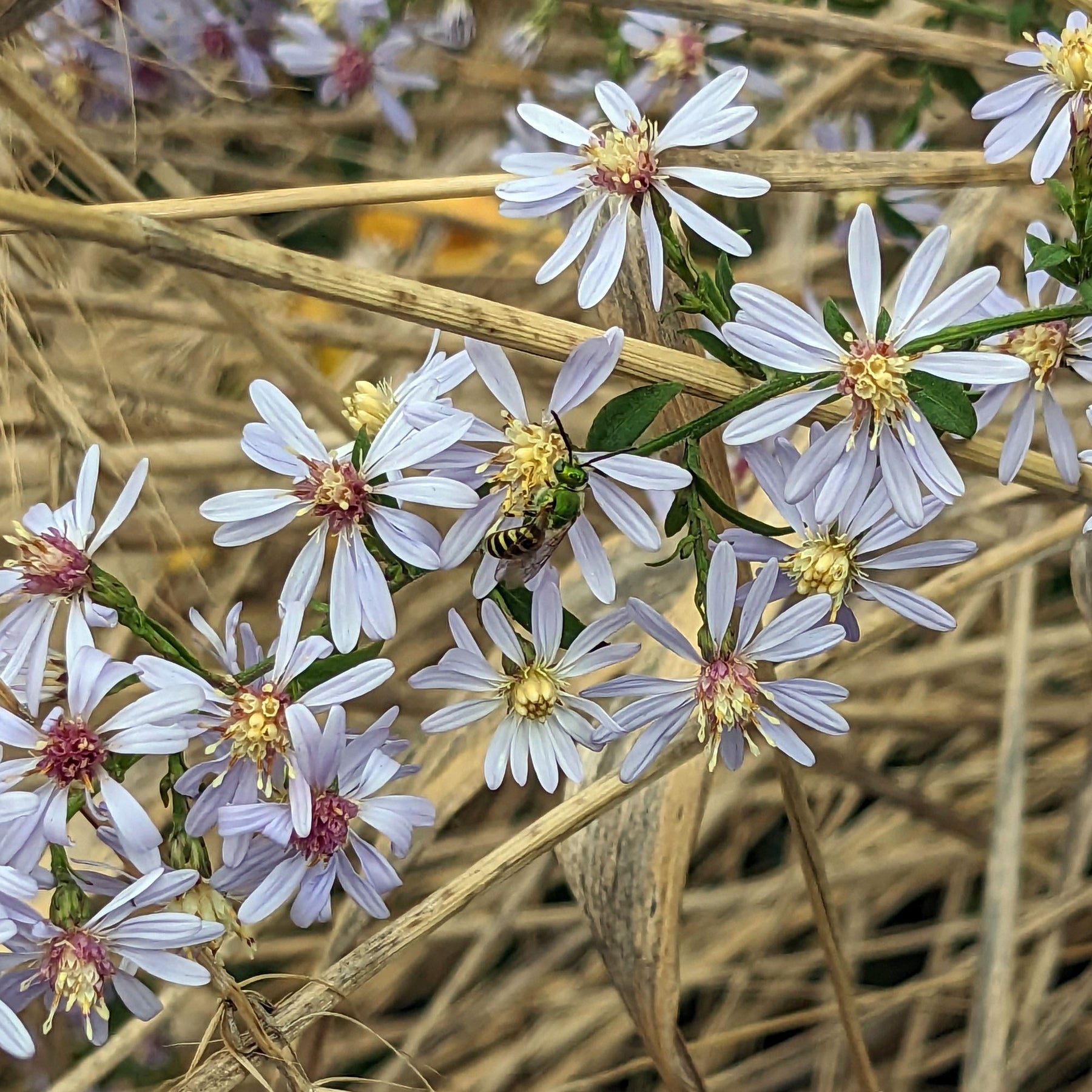 Fall-blooming Plants for Late-season Pollinators - Red Stem Native ...