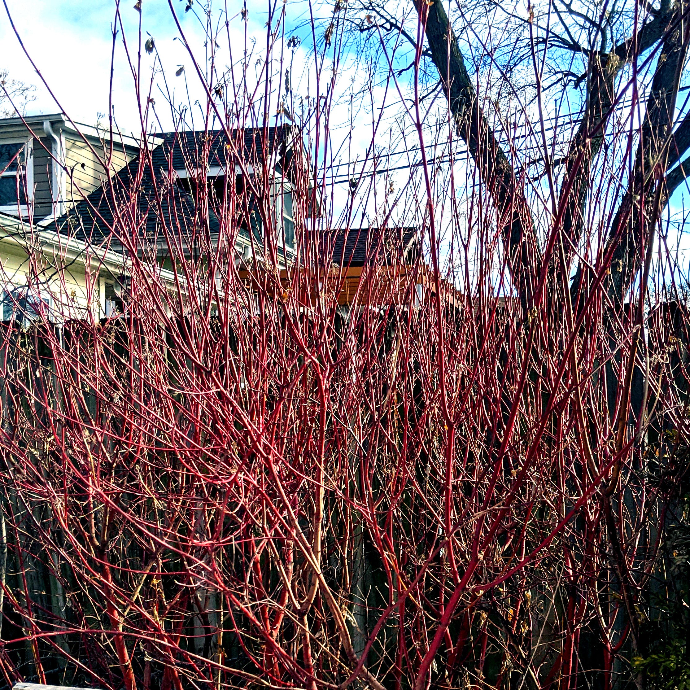 Redtwig Dogwood Tree
