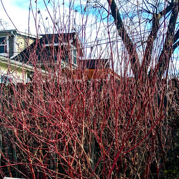 December Plant Spotlight: the Red Twig Dogwood - Red Stem Native Landscapes