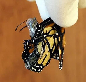 A monarch-killing parasite may be spreading because of us - Red Stem ...