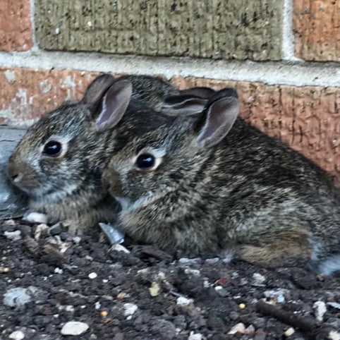 Rabbits in the Garden - Red Stem Native Landscapes