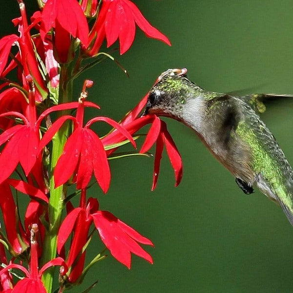 The Year of the Hummingbird - Red Stem Native Landscapes