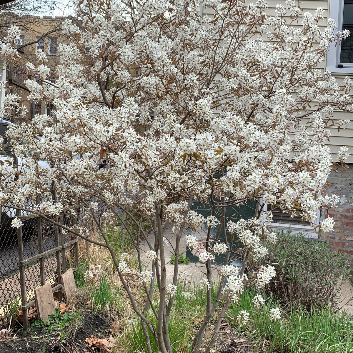 April Plant Spotlight: the Serviceberry - Red Stem Native Landscapes