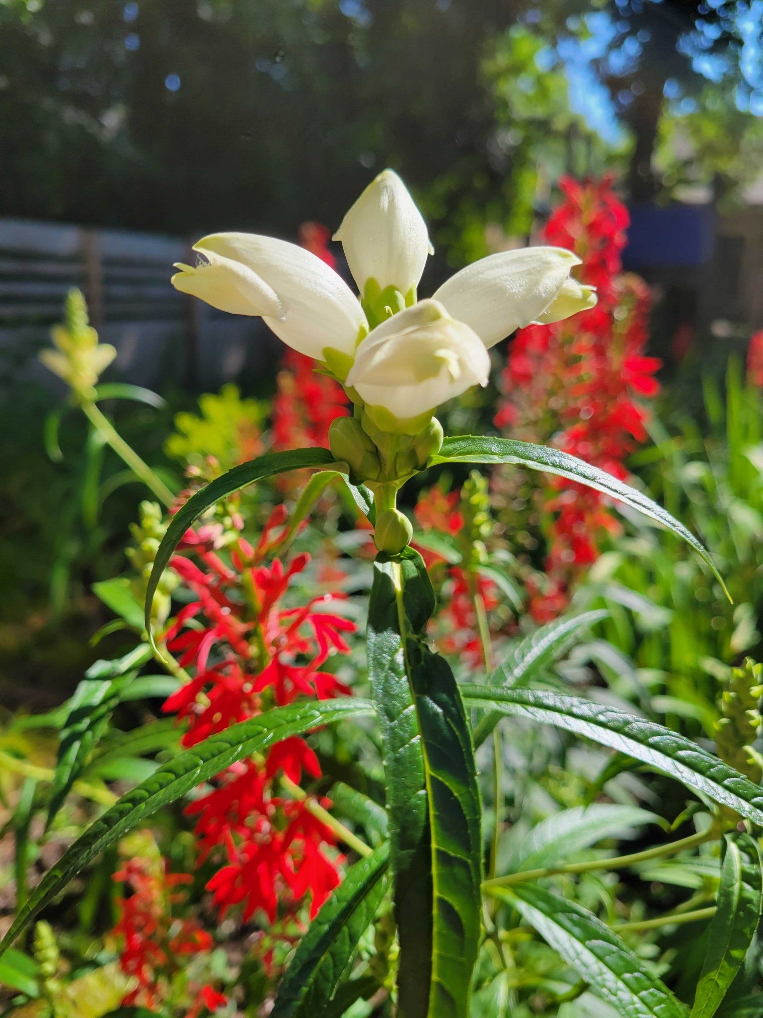 Products - Red Stem Native Landscapes