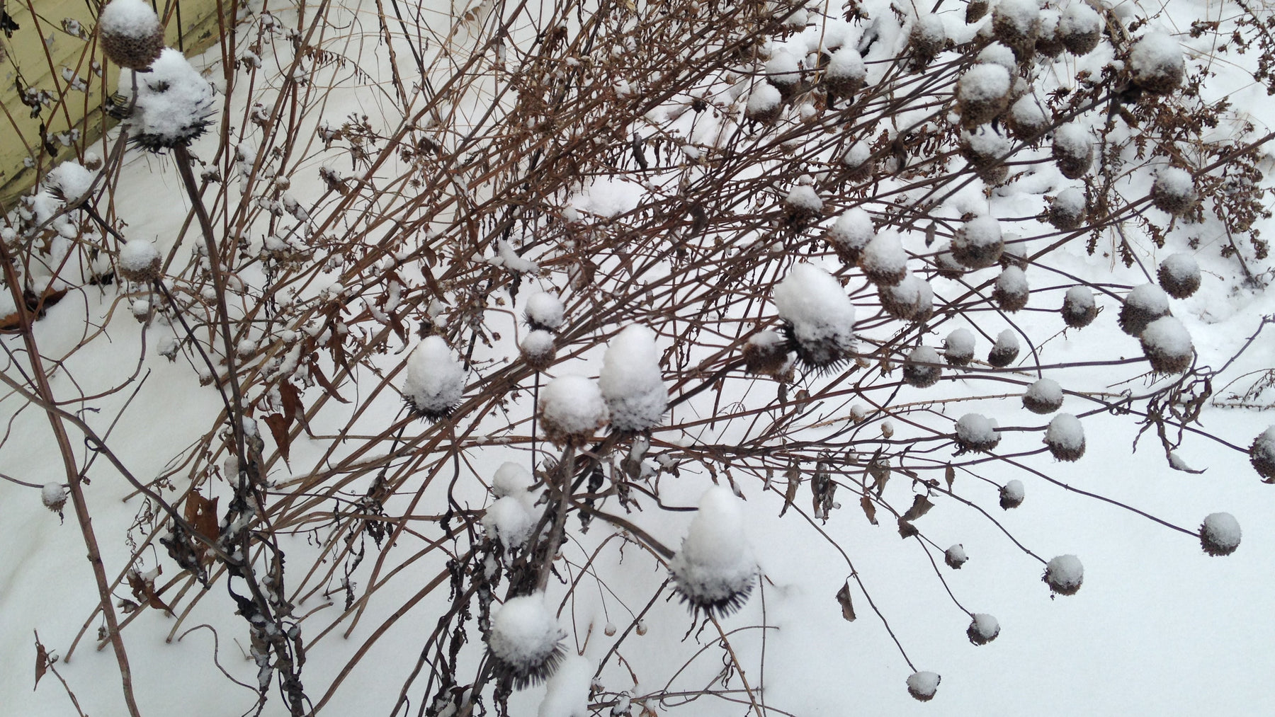 Red Stem Native Landscapes