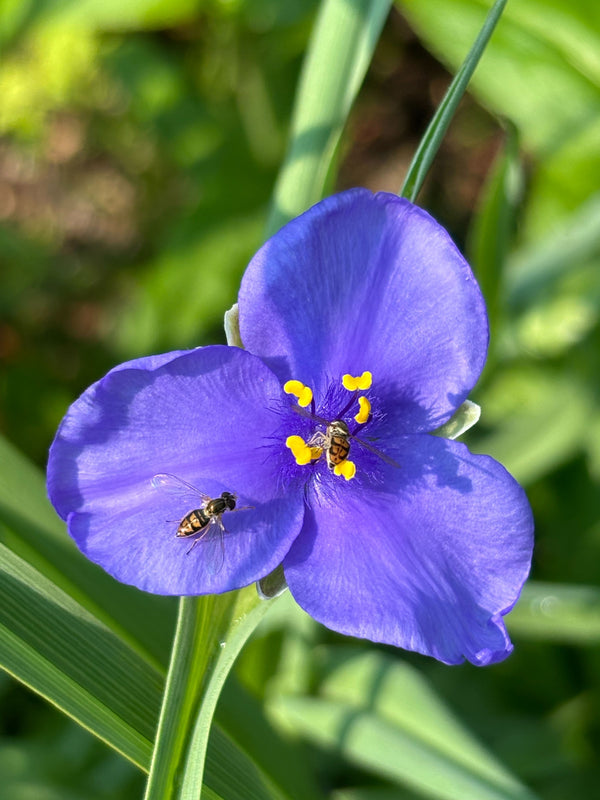 Tradescantia ohiensis- Ohio Spiderwort - Red Stem Native Landscapes