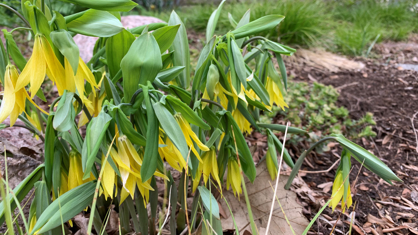 Red Stem Native Landscapes