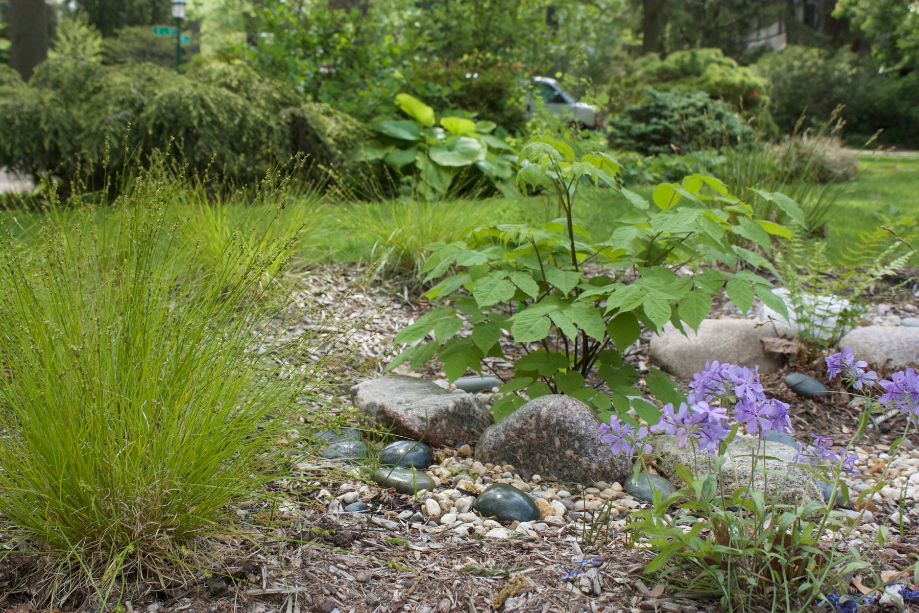 Shop Native Chicago Plants | Buy Online | Local Delivery - Red Stem ...