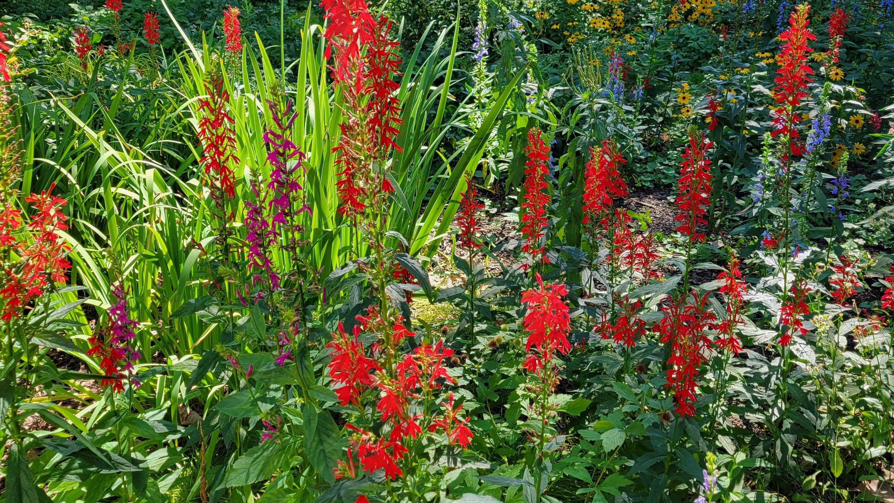 Products - Red Stem Native Landscapes