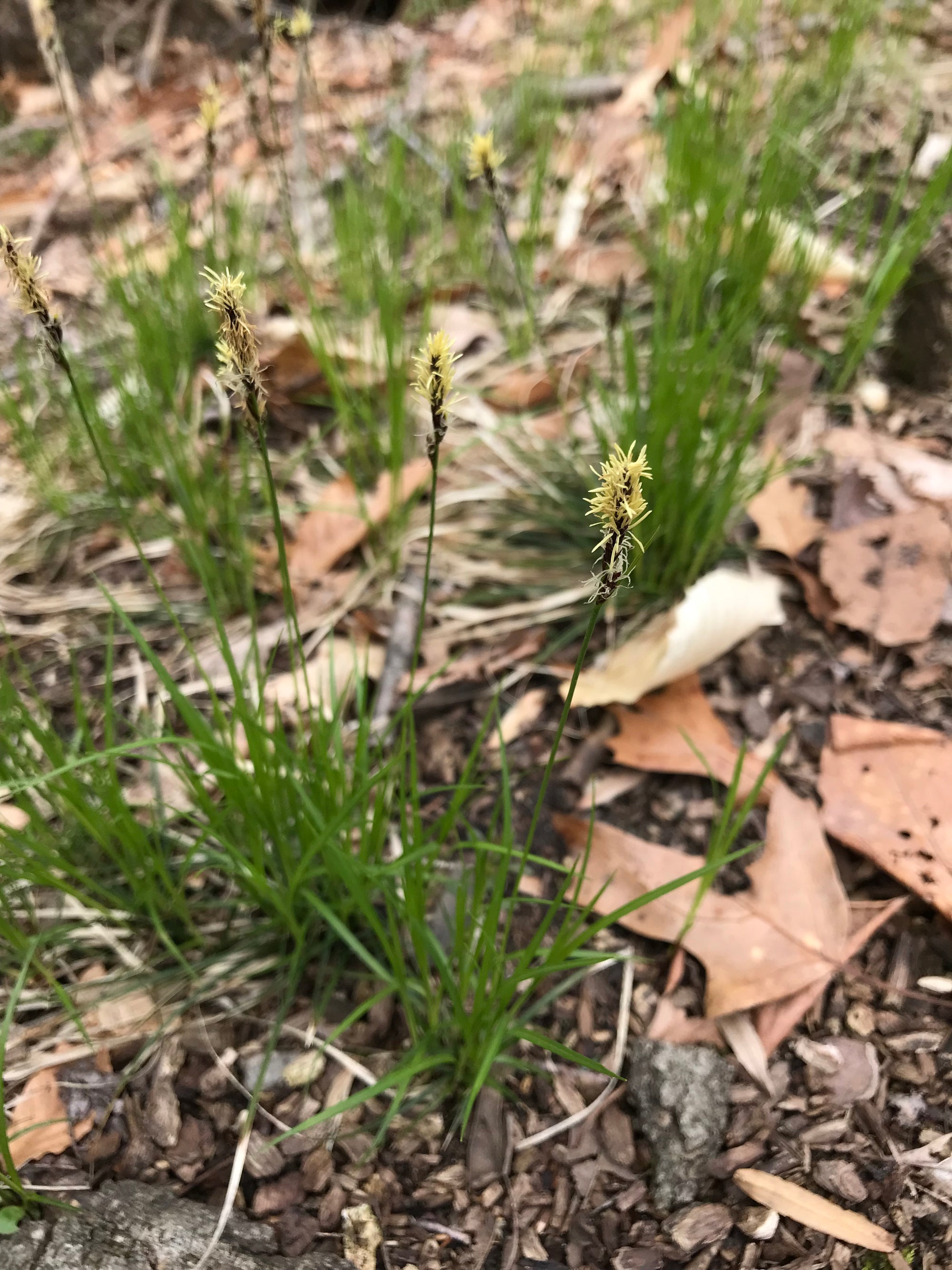 Carex pensylvanica- Common Oak Sedge - Red Stem Native Landscapes