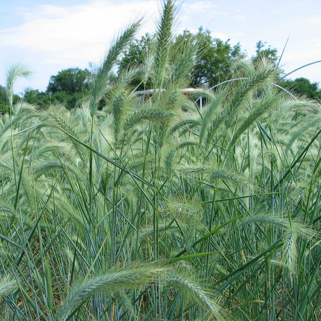 Canadian Wild Rye Grass