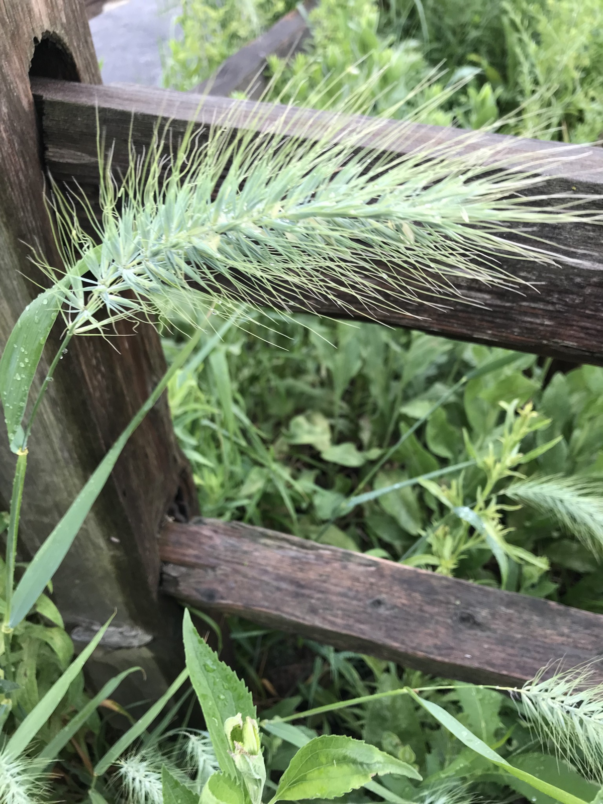 Elymus Canadensis
