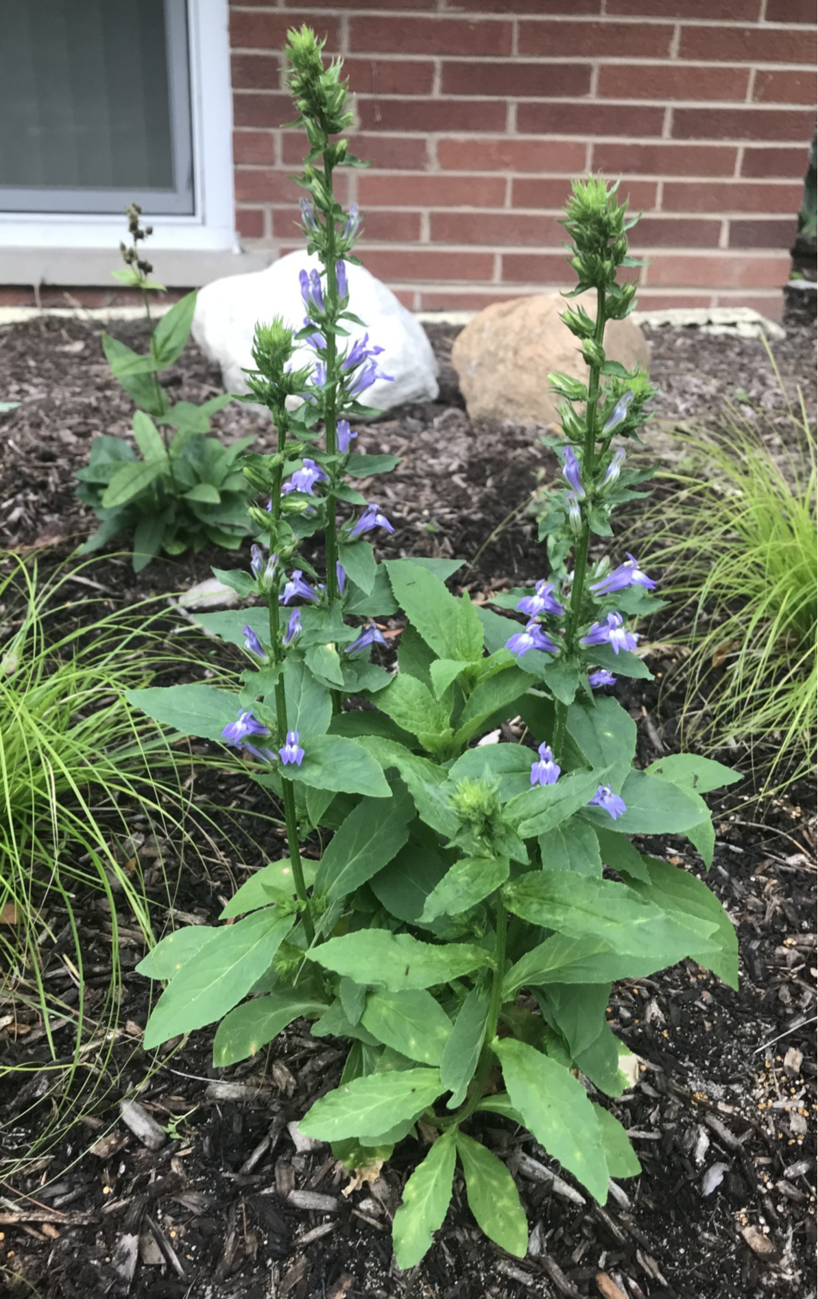 Lobelia siphilitica-Great Blue Lobelia - Red Stem Native Landscapes