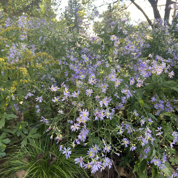 Symphyotrichum shortii- Short's Aster - Red Stem Native Landscapes